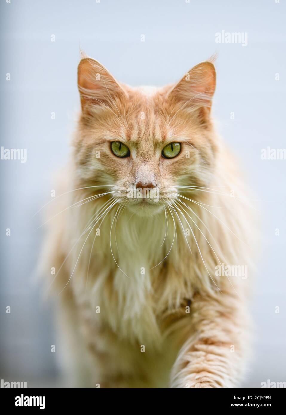 Ginger Maine Coon Stock Photo - Alamy