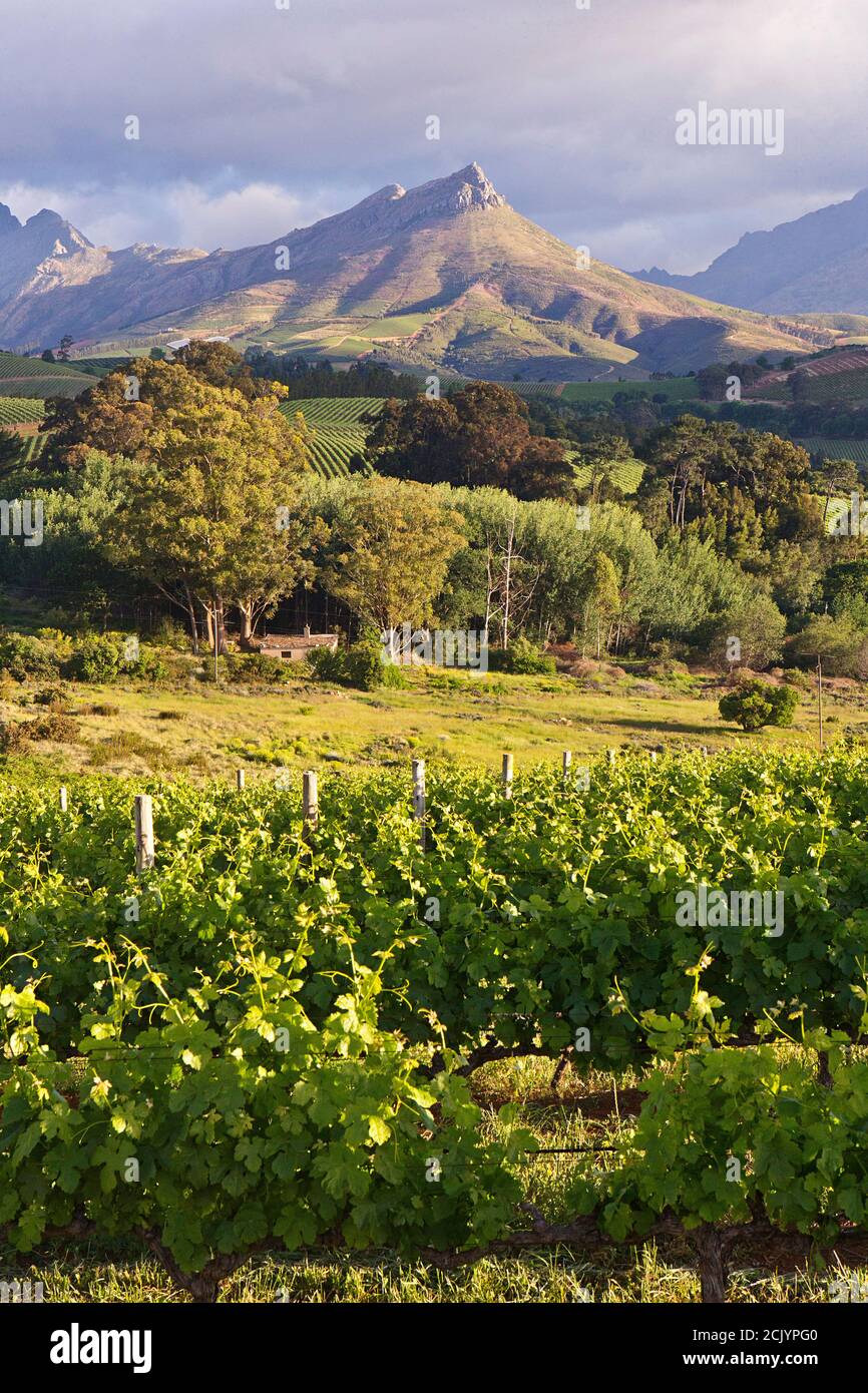 Rustenberg Wine Estate, Stellenbosch, South Africa Stock Photo - Alamy