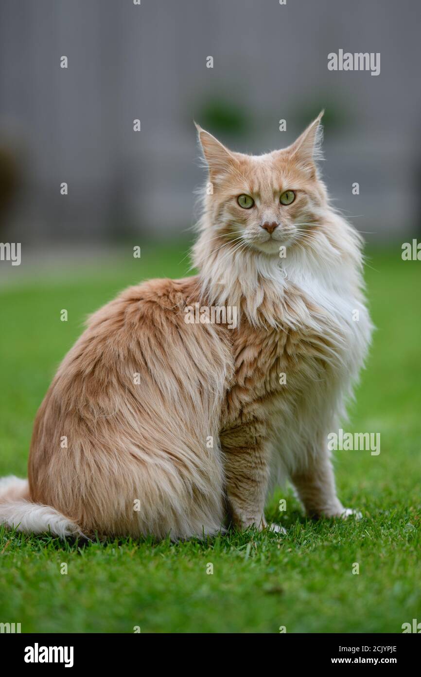 Ginger Maine Coon Stock Photo - Alamy