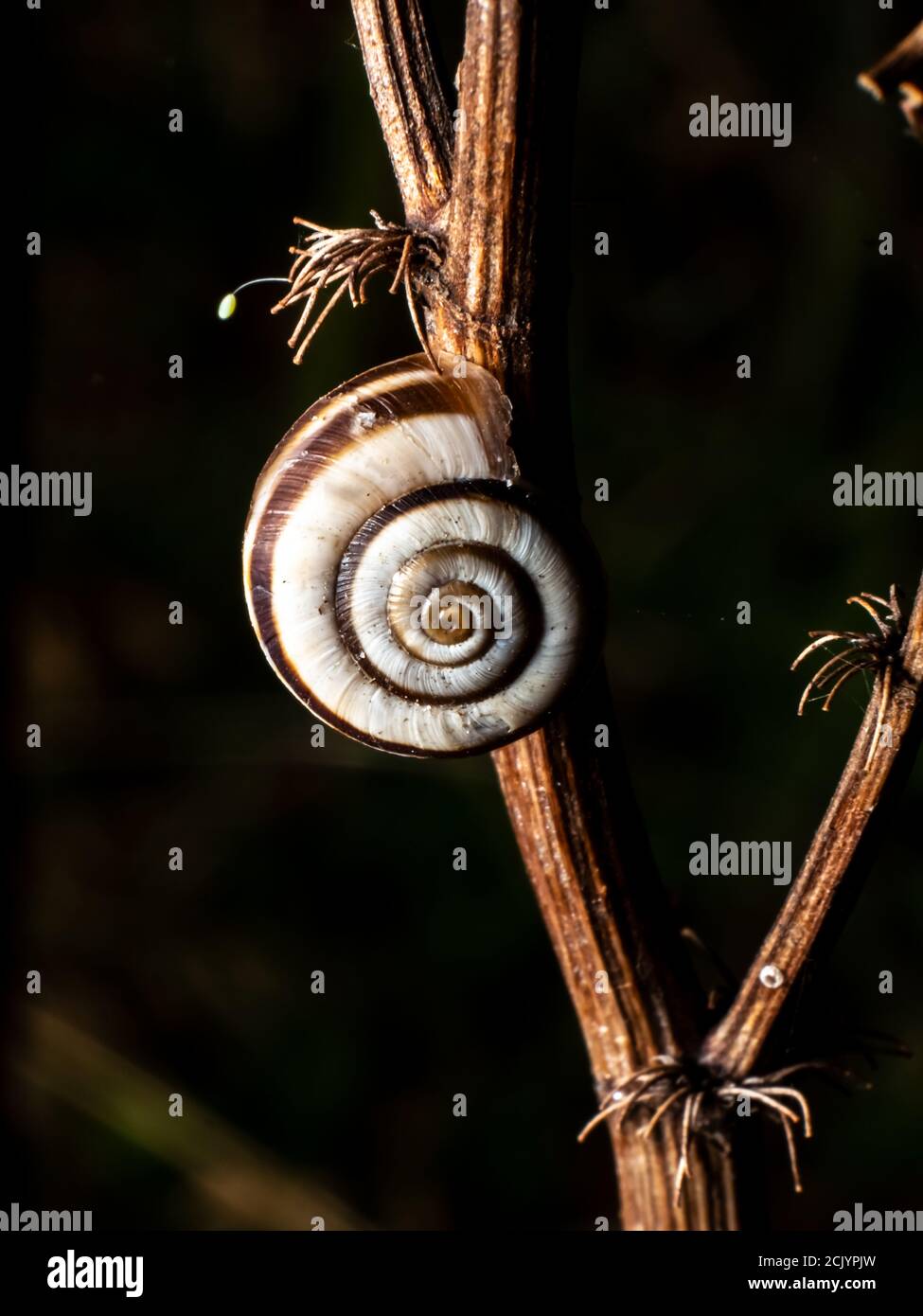 Magic snail hi-res stock photography and images - Alamy