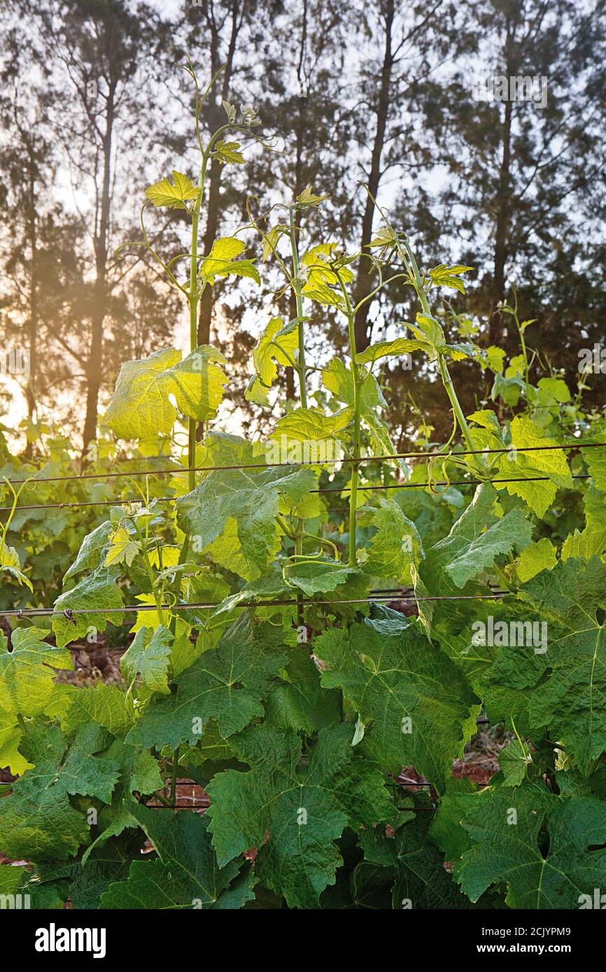 Rustenberg Wine Estate, Stellenbosch, South Africa Stock Photo - Alamy