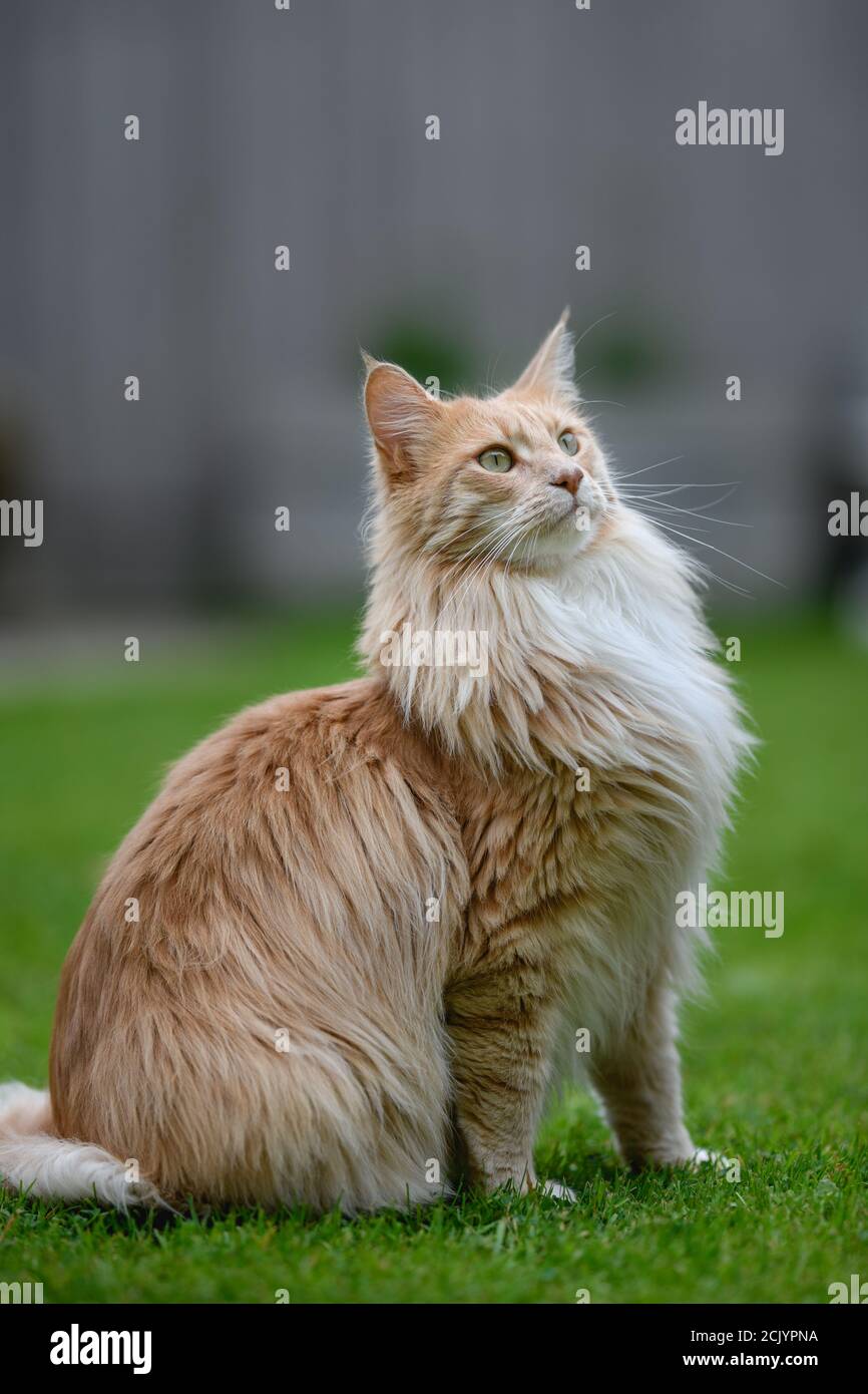 Ginger Maine Coon Stock Photo - Alamy