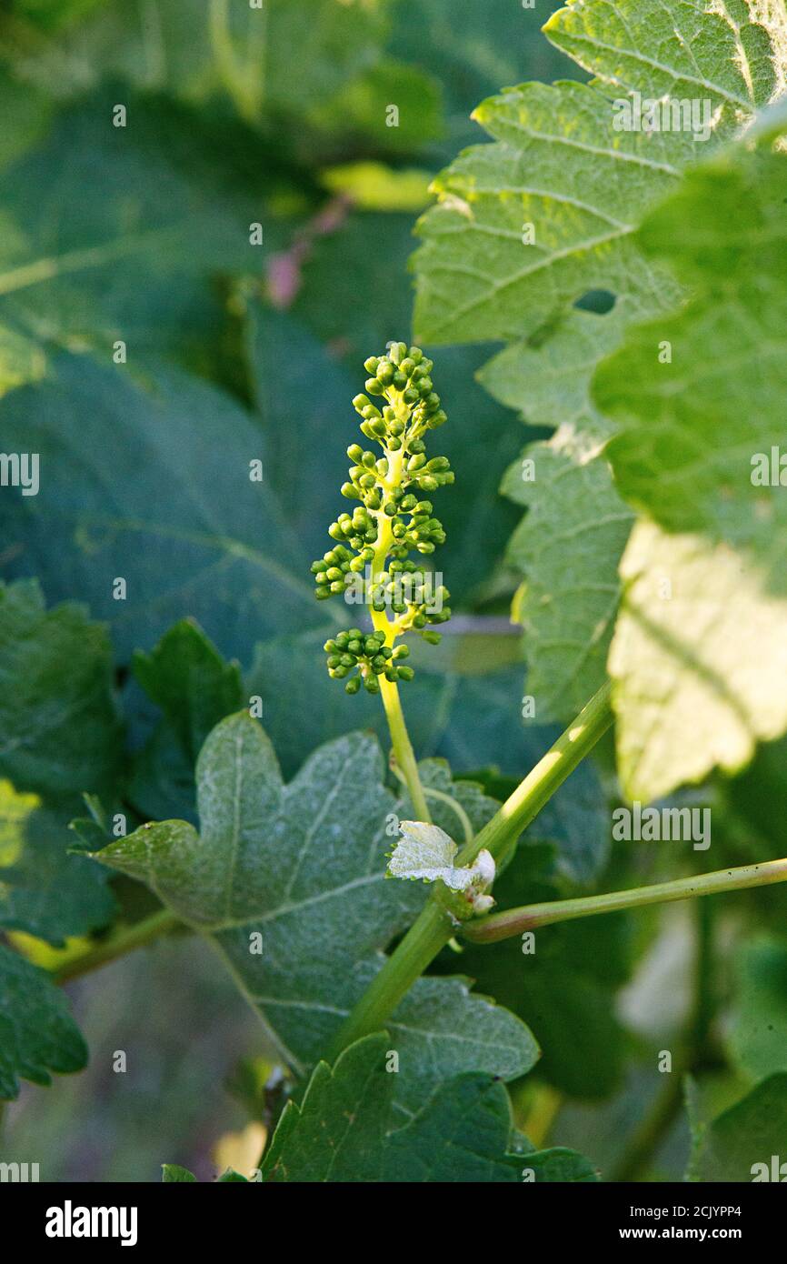 Rustenberg Wine Estate, Stellenbosch, South Africa Stock Photo - Alamy
