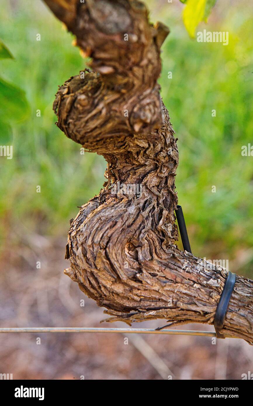 Rustenberg Wine Estate, Stellenbosch, South Africa Stock Photo - Alamy