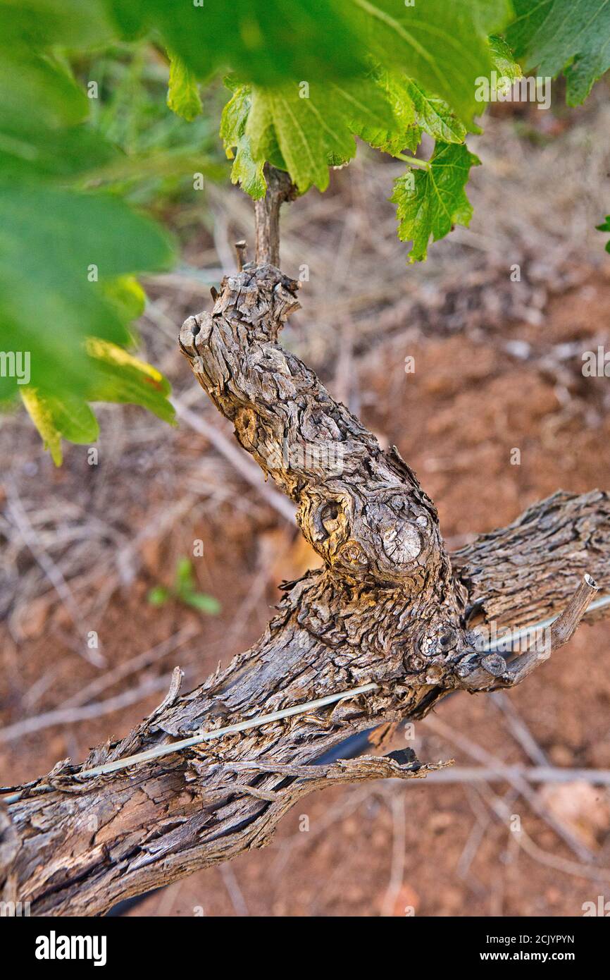 Rustenberg Wine Estate, Stellenbosch, South Africa Stock Photo - Alamy