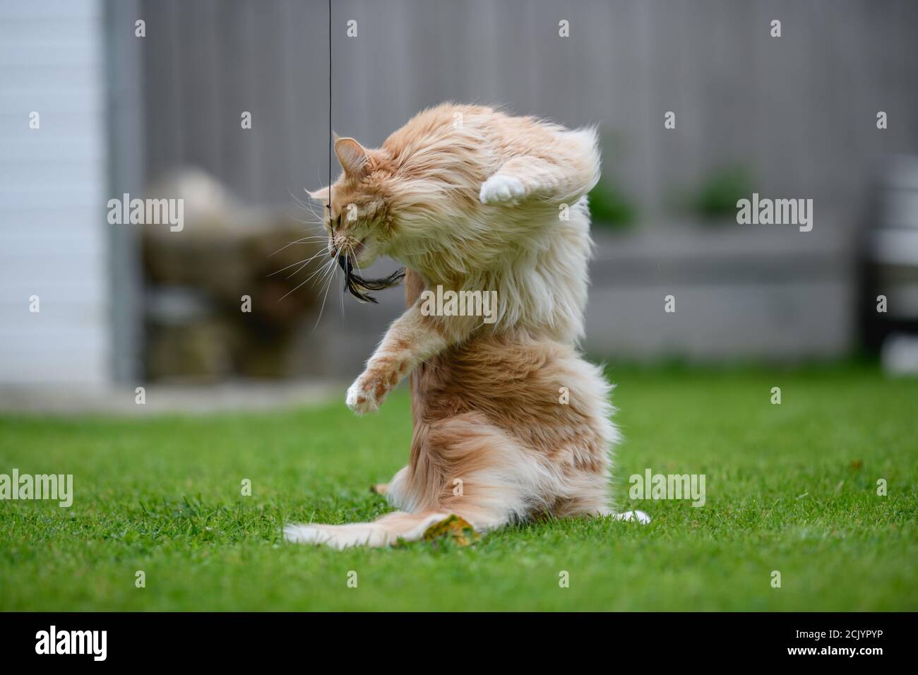 Ginger Maine Coon Stock Photo - Alamy