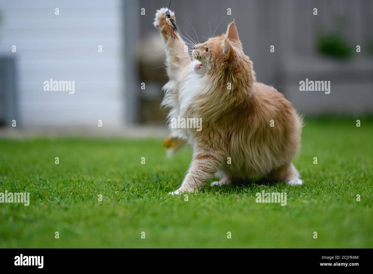Ginger Maine Coon Stock Photo - Alamy