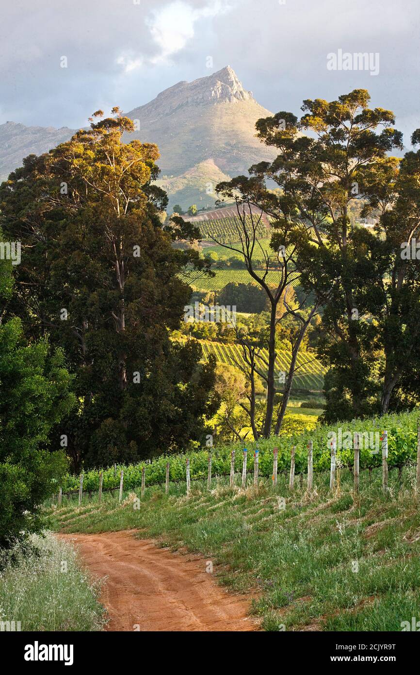 Rustenberg Wine Estate, Stellenbosch, South Africa Stock Photo - Alamy