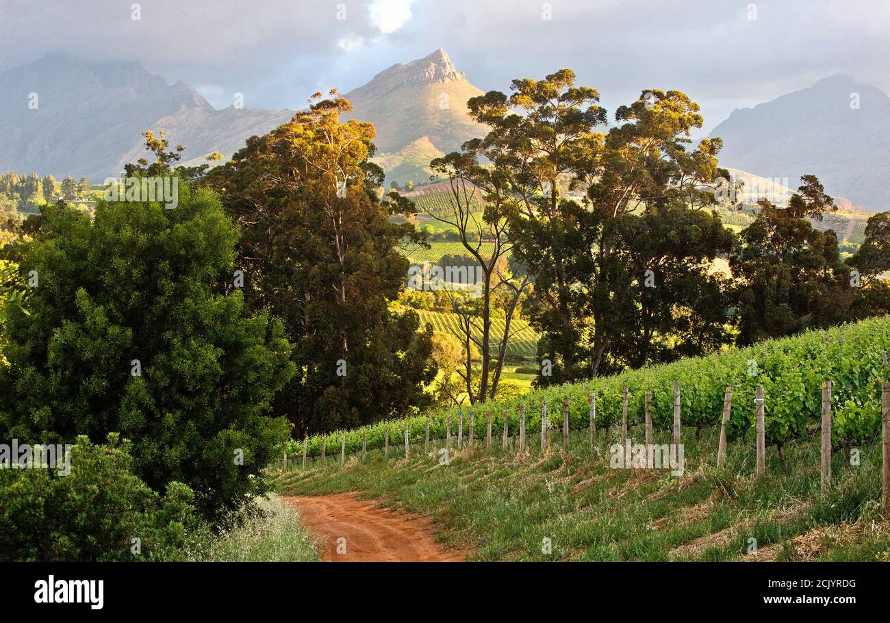 Rustenberg Wine Estate, Stellenbosch, South Africa Stock Photo - Alamy