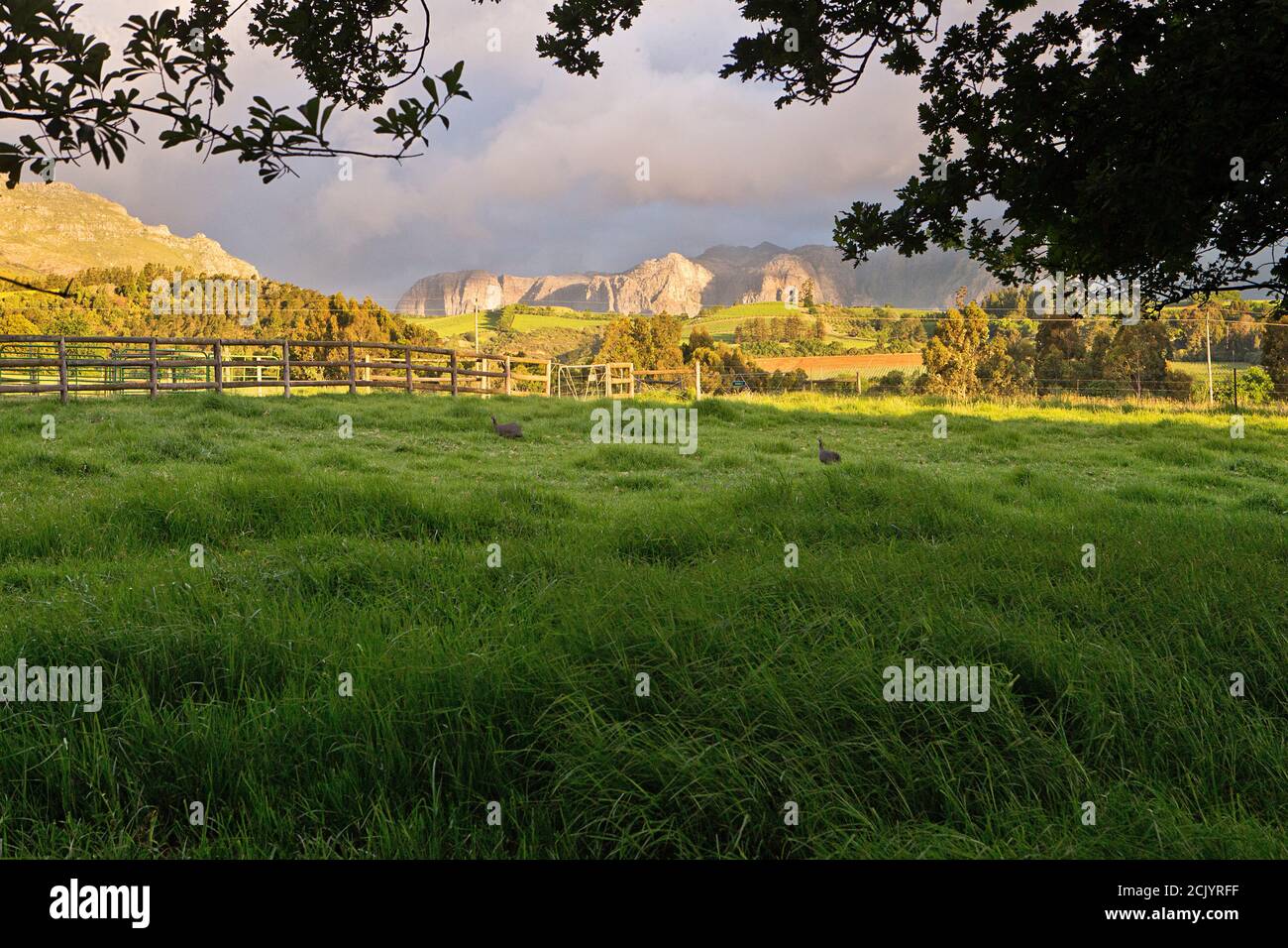 Rustenberg Wine Estate, Stellenbosch, South Africa Stock Photo - Alamy