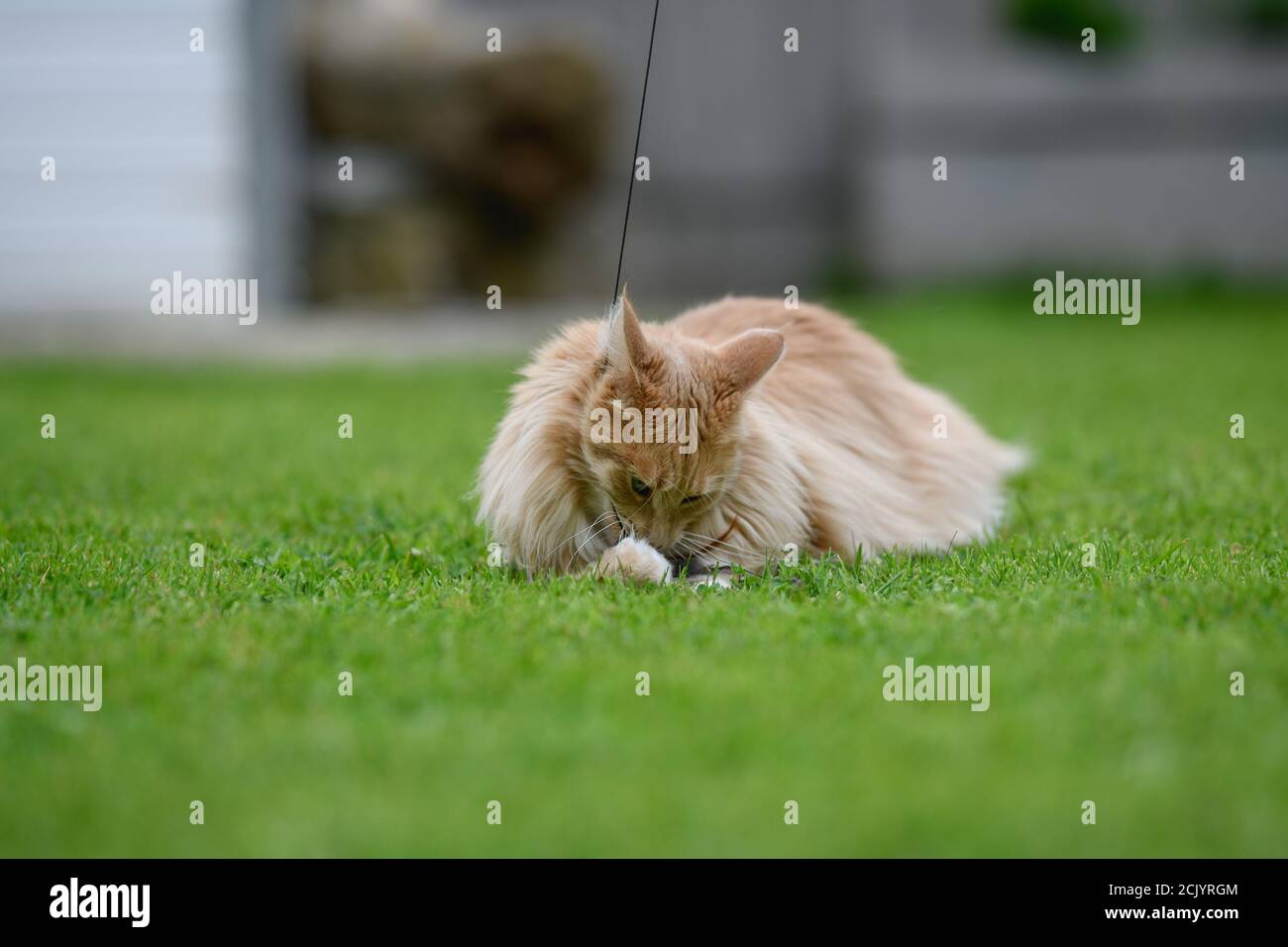 Ginger Maine Coon Stock Photo - Alamy