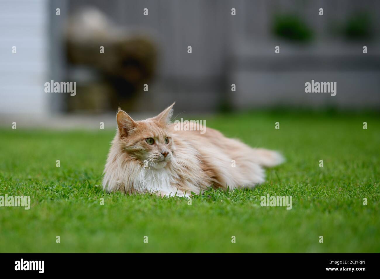 Ginger Maine Coon Stock Photo - Alamy