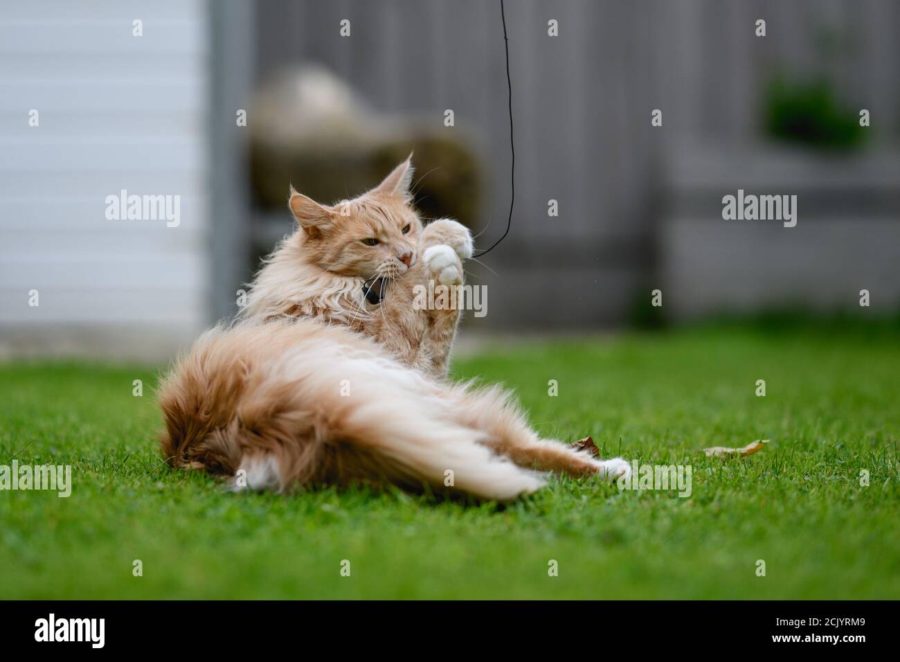 Ginger Maine Coon Stock Photo - Alamy