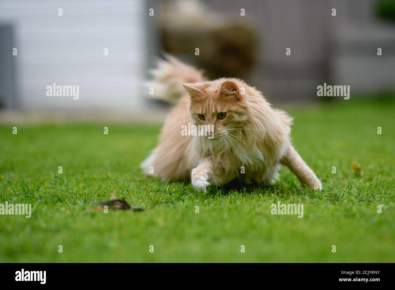 Ginger Maine Coon Stock Photo - Alamy