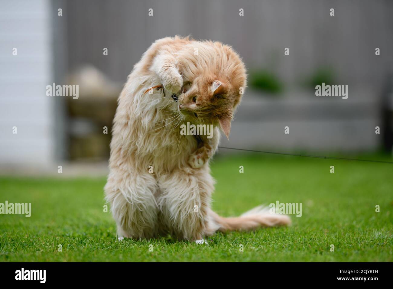 Ginger Maine Coon Stock Photo - Alamy