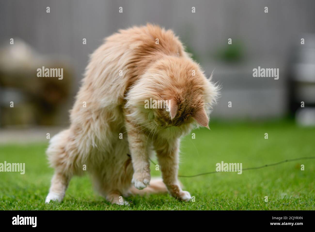 Ginger Maine Coon Stock Photo - Alamy