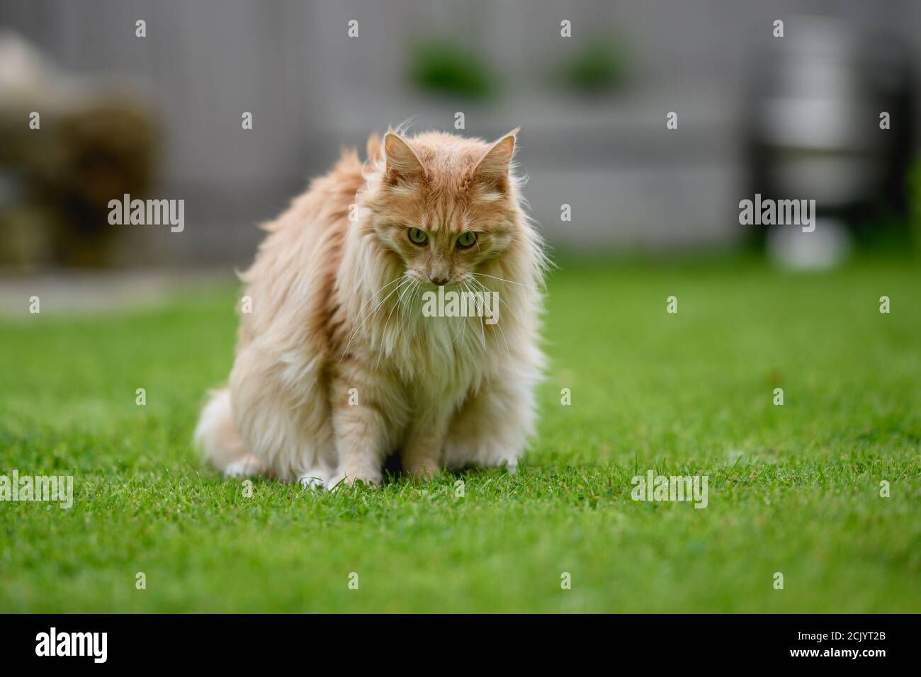 Ginger Maine Coon Stock Photo - Alamy