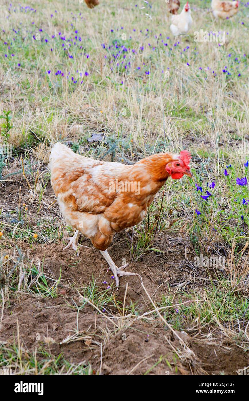 Free-Range chickens at Boschendal Farm, Stellenbosch, South Africa ...