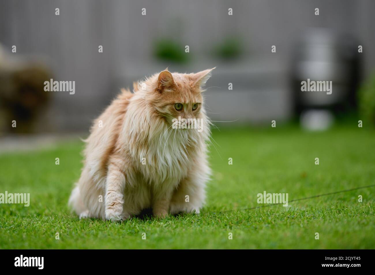 Ginger Maine Coon Stock Photo - Alamy