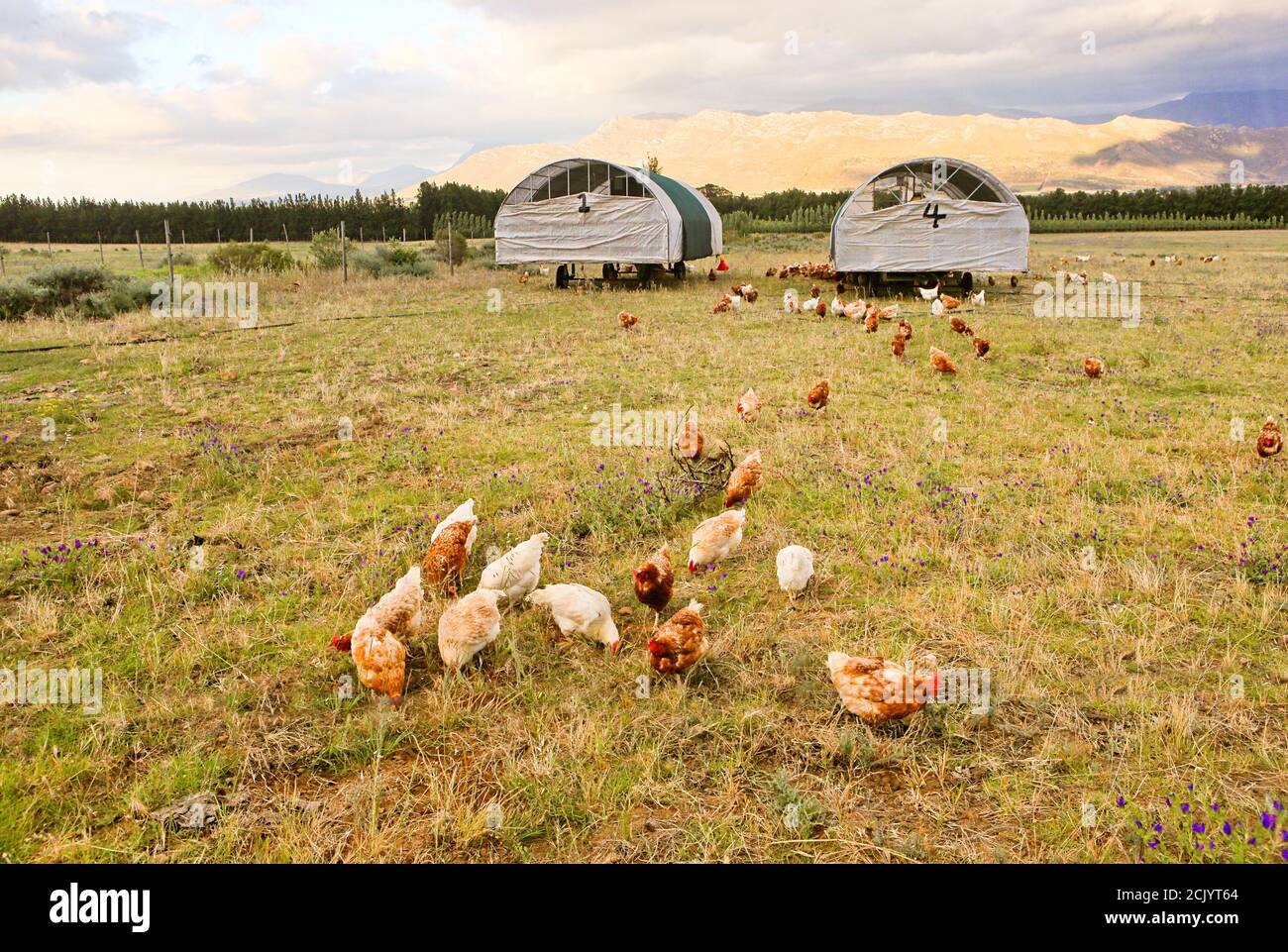 Free-Range chickens at Boschendal Farm, Stellenbosch, South Africa ...