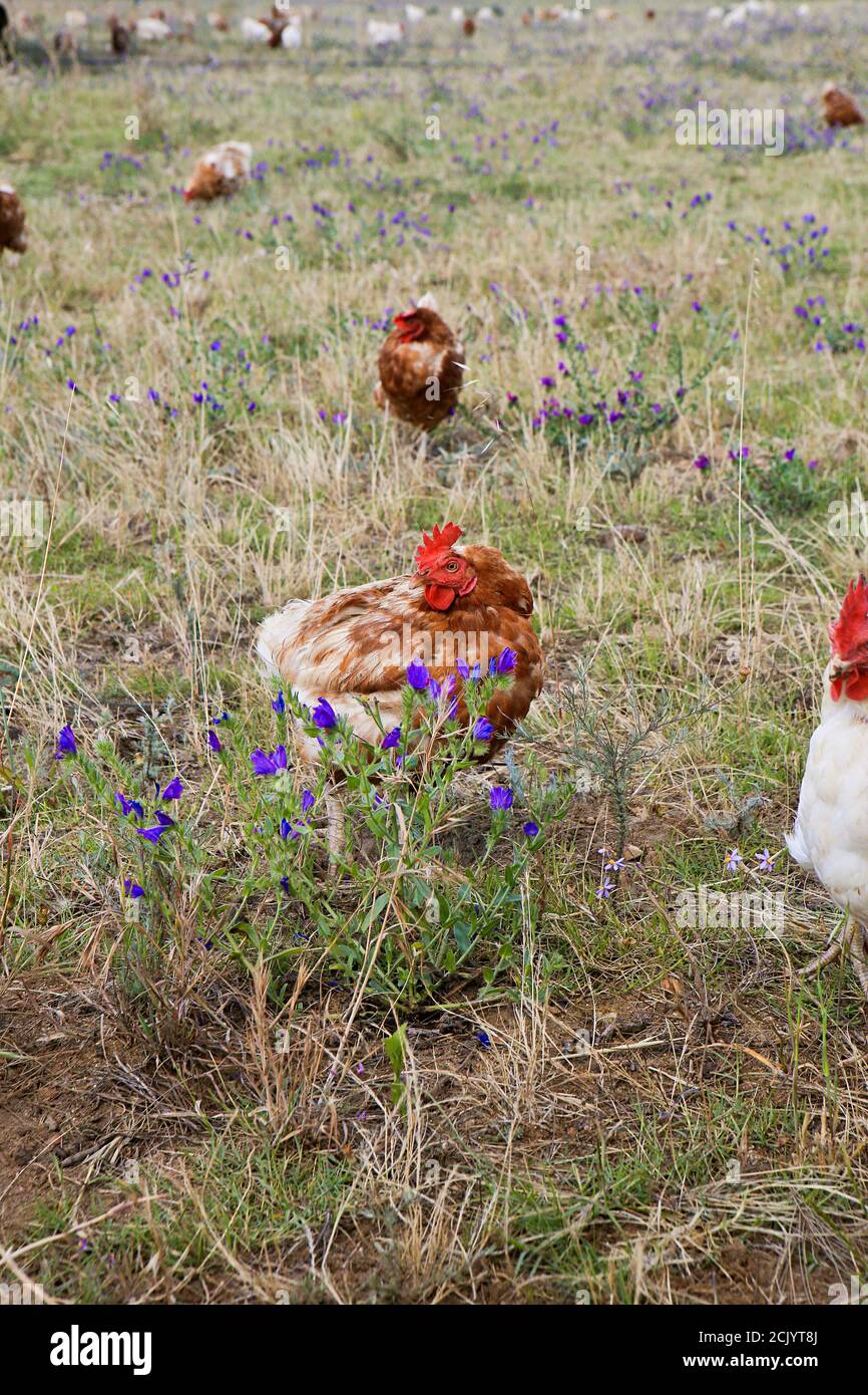 Free-Range chickens at Boschendal Farm, Stellenbosch, South Africa ...