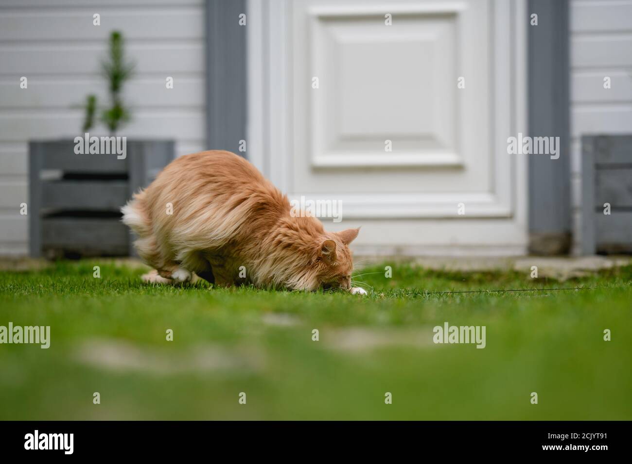 Ginger Maine Coon Stock Photo - Alamy