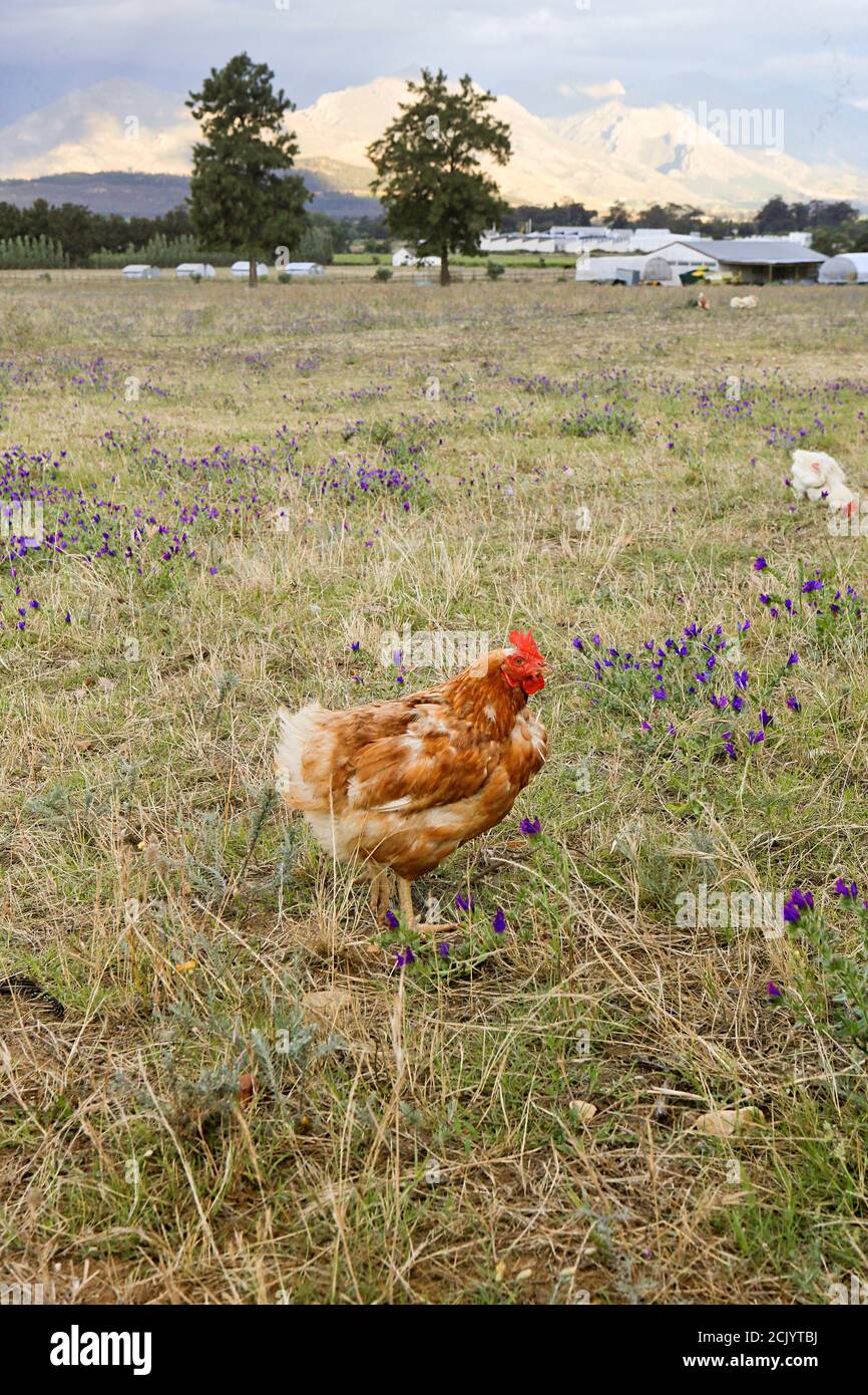 Free-Range chickens at Boschendal Farm, Stellenbosch, South Africa ...