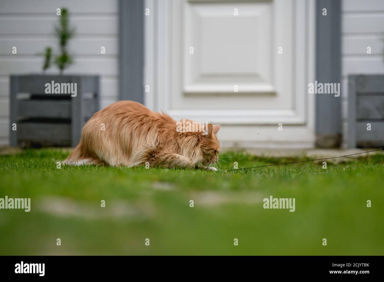 Ginger Maine Coon Stock Photo - Alamy