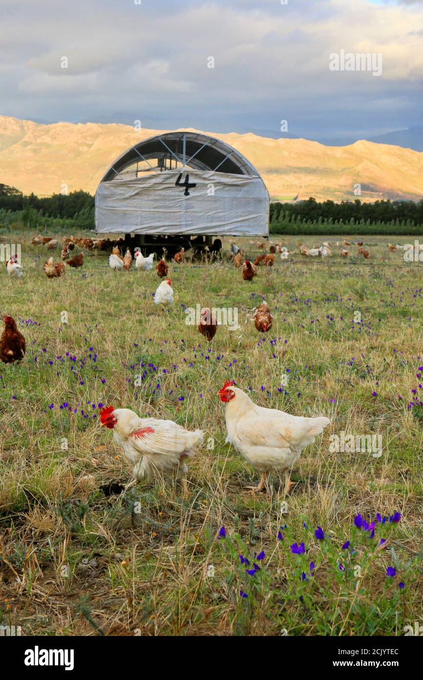 Free-Range chickens at Boschendal Farm, Stellenbosch, South Africa ...