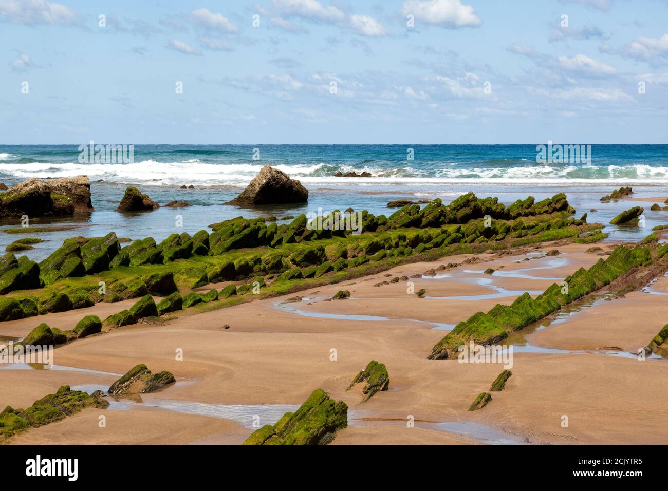 Flysch rock formation with green seaweed at the Barrika beach in Biscay ...