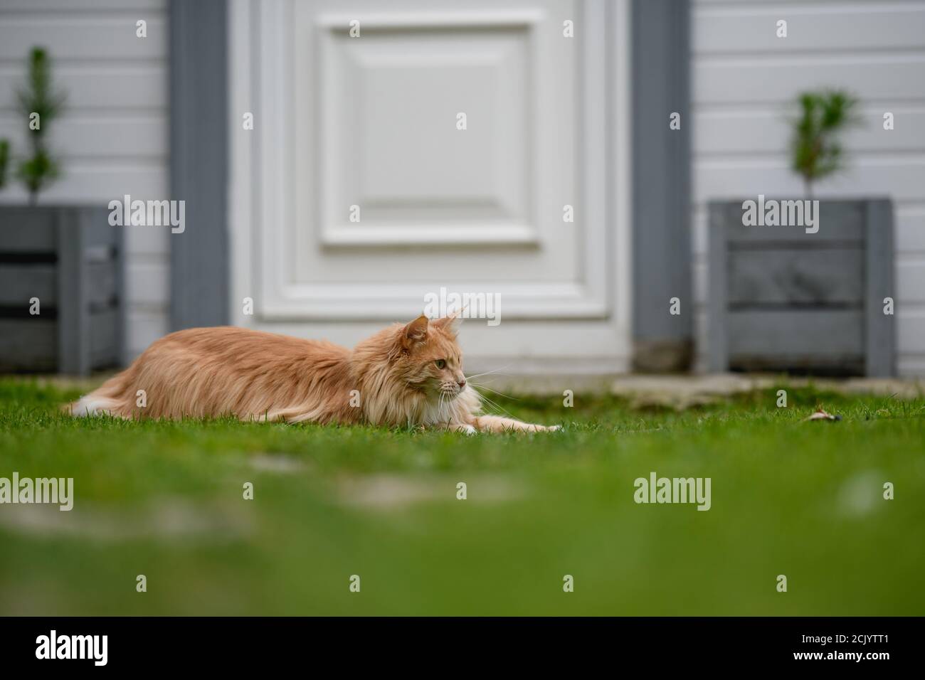 Ginger Maine Coon Stock Photo - Alamy