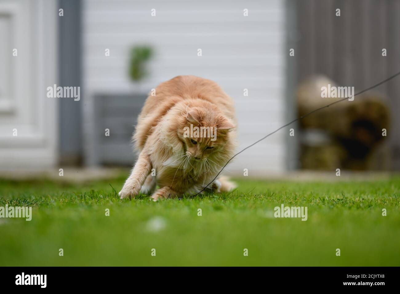 Ginger Maine Coon Stock Photo - Alamy