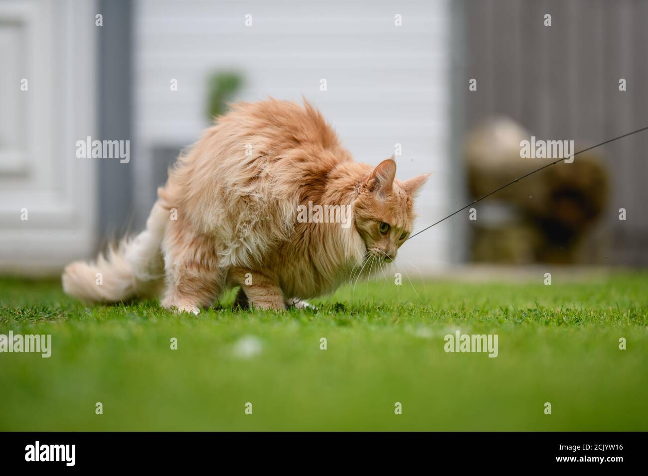Ginger Maine Coon Stock Photo - Alamy