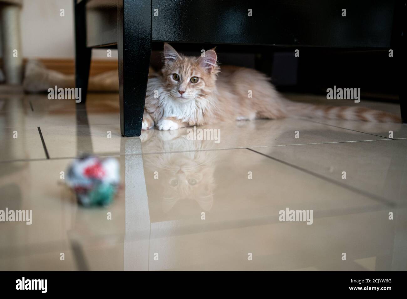 Ginger Maine Coon Stock Photo - Alamy