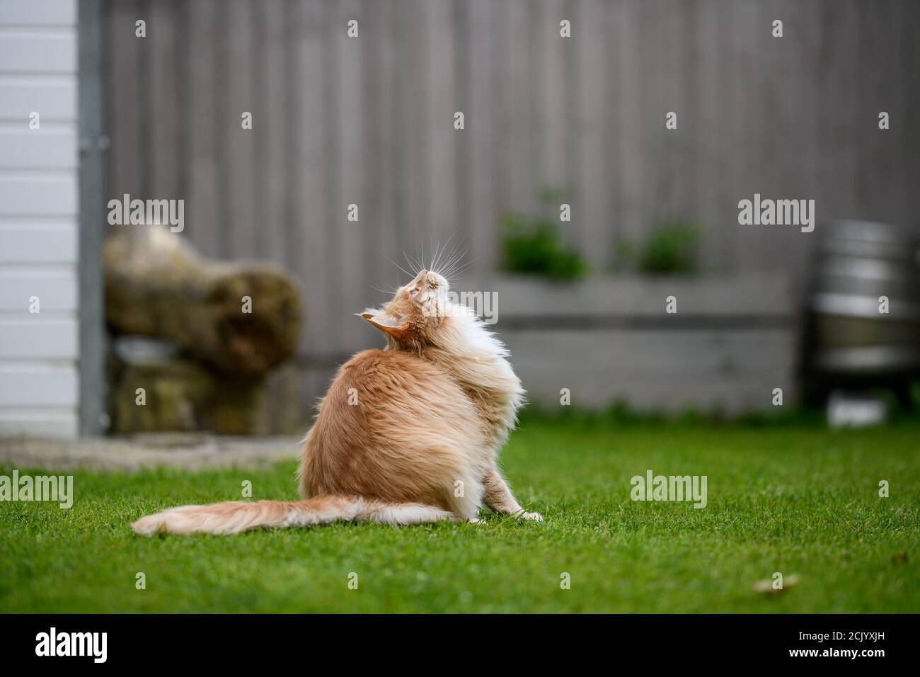 Ginger Maine Coon Stock Photo - Alamy