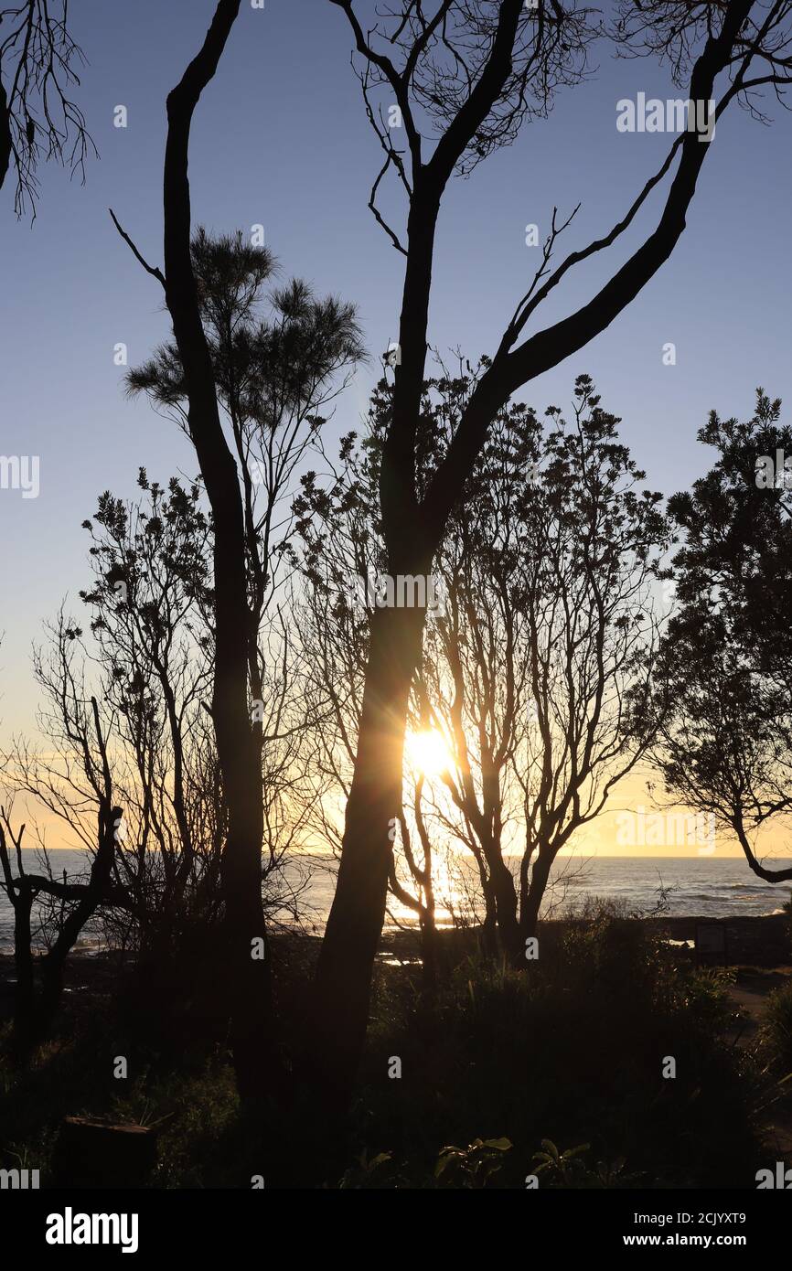 Vertical shot of a seashore with trees near an ocean at sunset Stock ...
