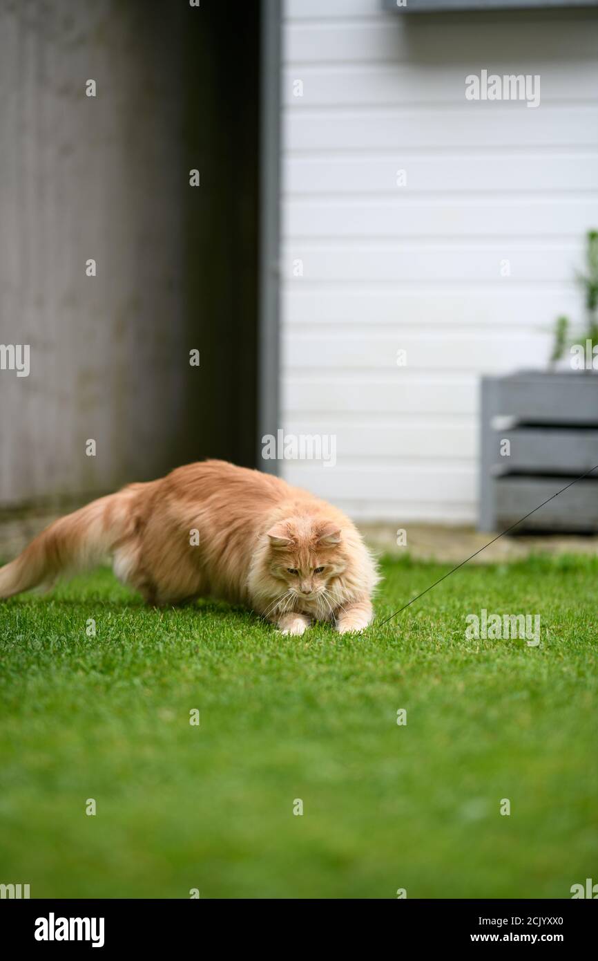 Ginger Maine Coon Stock Photo - Alamy