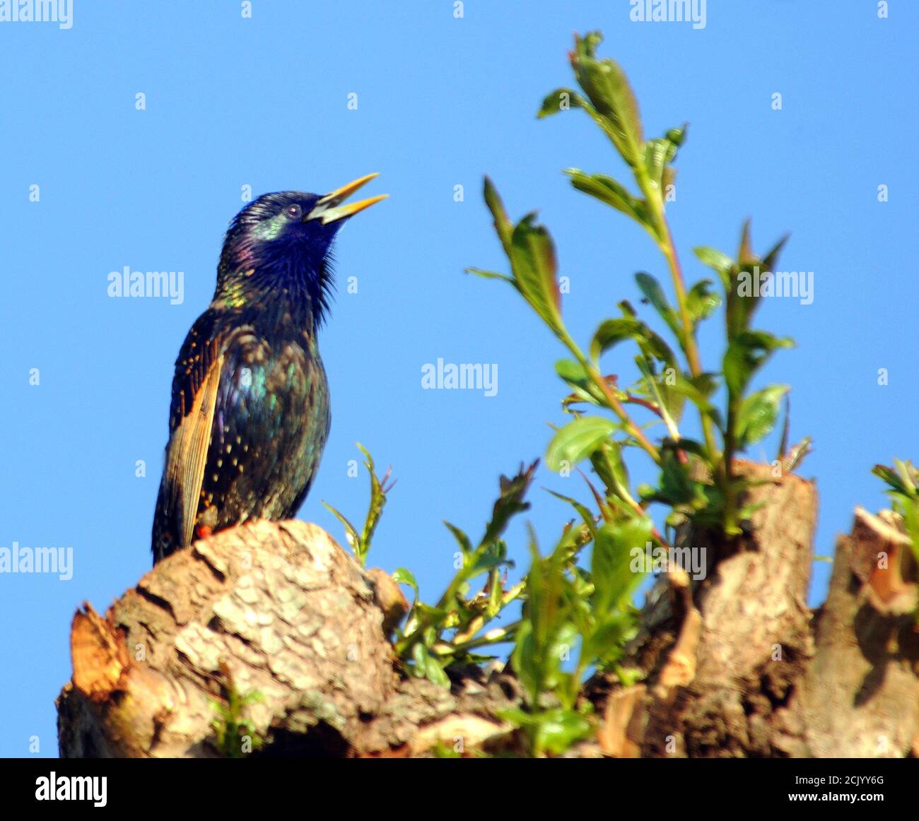 Starling in tree hi-res stock photography and images - Alamy