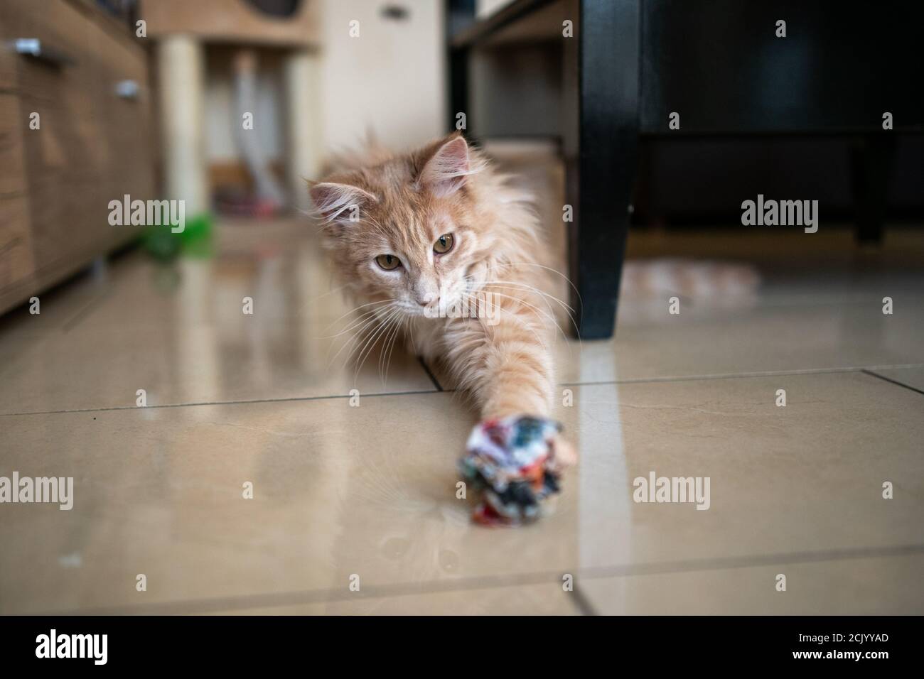 Ginger Maine Coon Stock Photo - Alamy