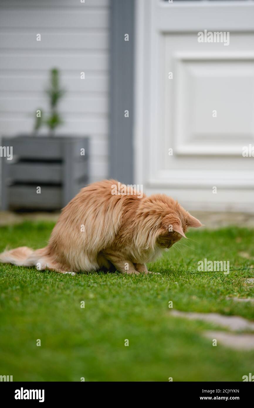 Ginger Maine Coon Stock Photo - Alamy