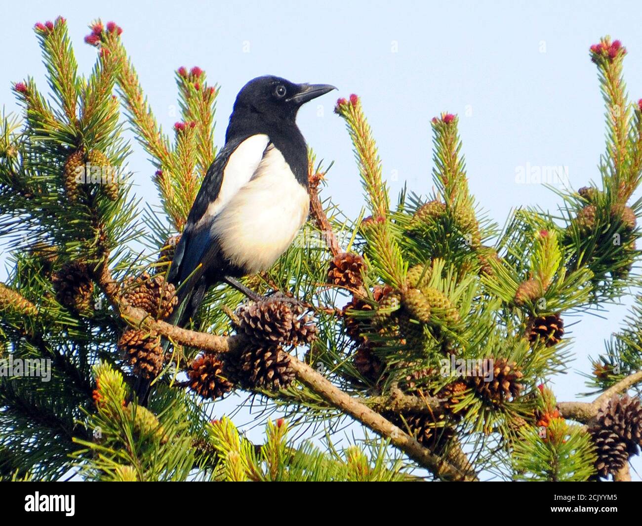 Magpie in tree hi-res stock photography and images - Alamy