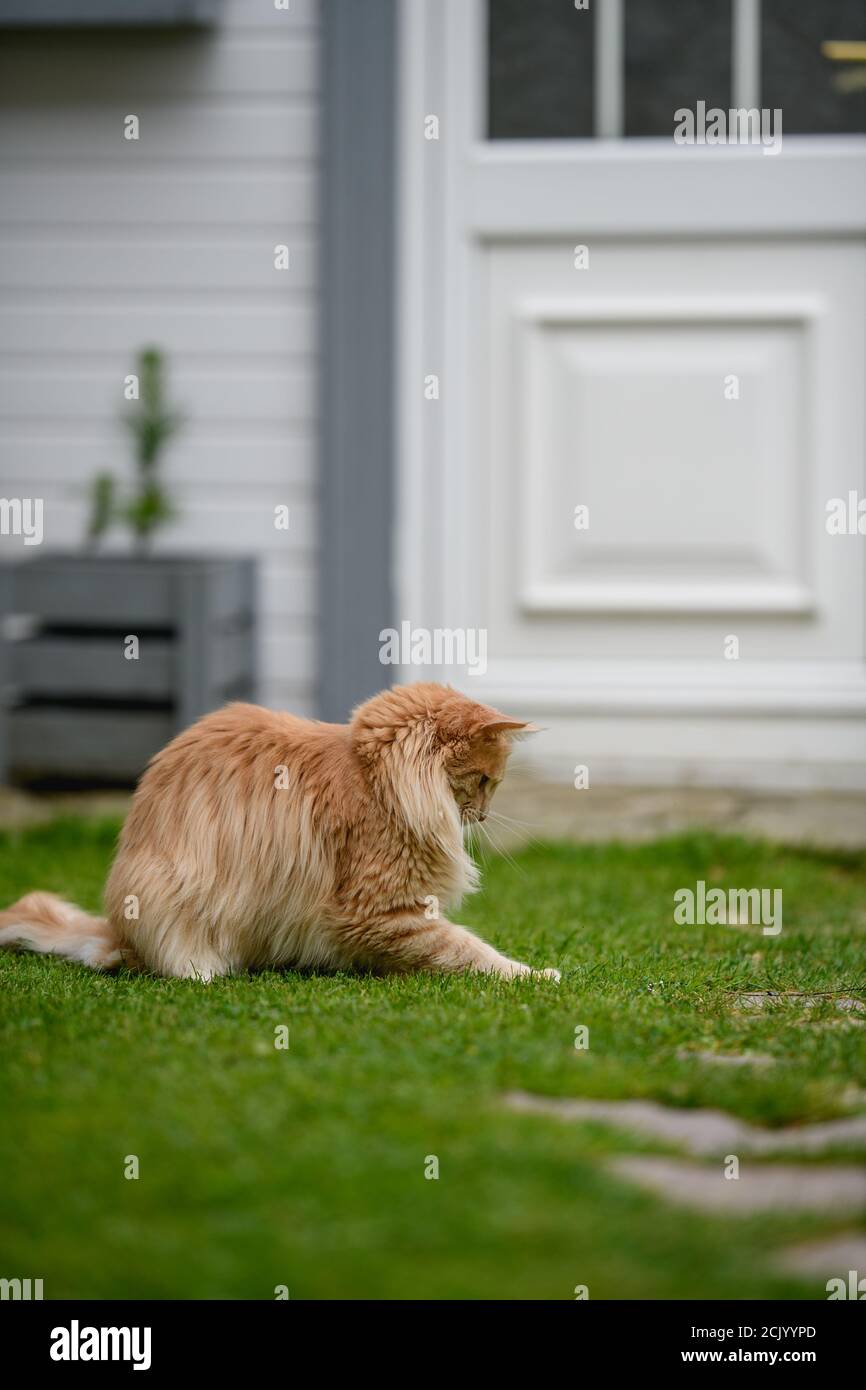 Ginger Maine Coon Stock Photo - Alamy