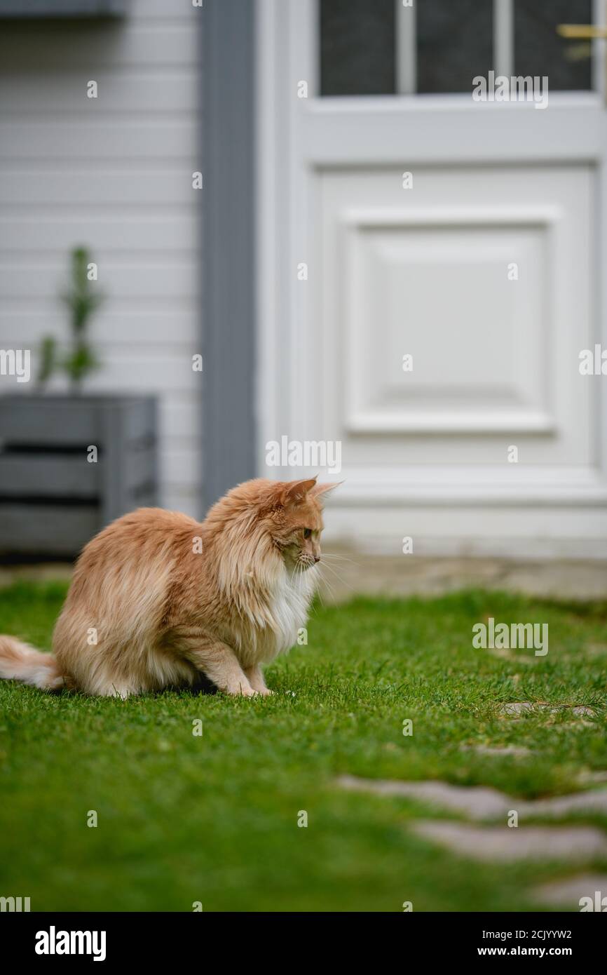 Ginger Maine Coon Stock Photo - Alamy