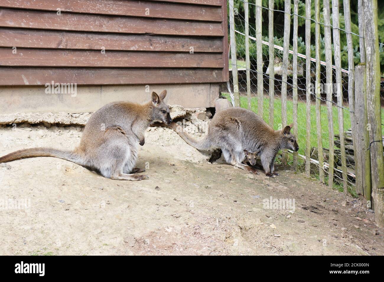 Wallaby family in an enclosure Stock Photo - Alamy