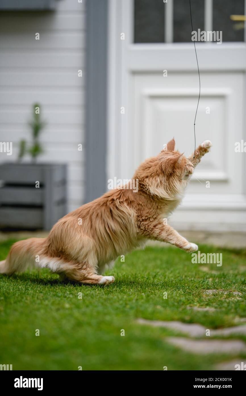 Ginger Maine Coon Stock Photo - Alamy