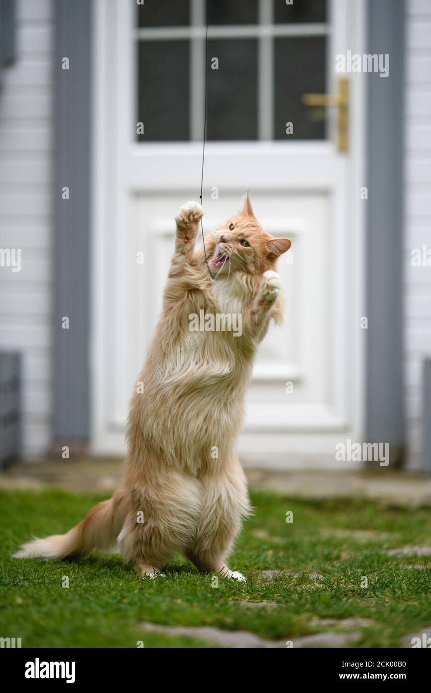 Ginger Maine Coon Stock Photo - Alamy