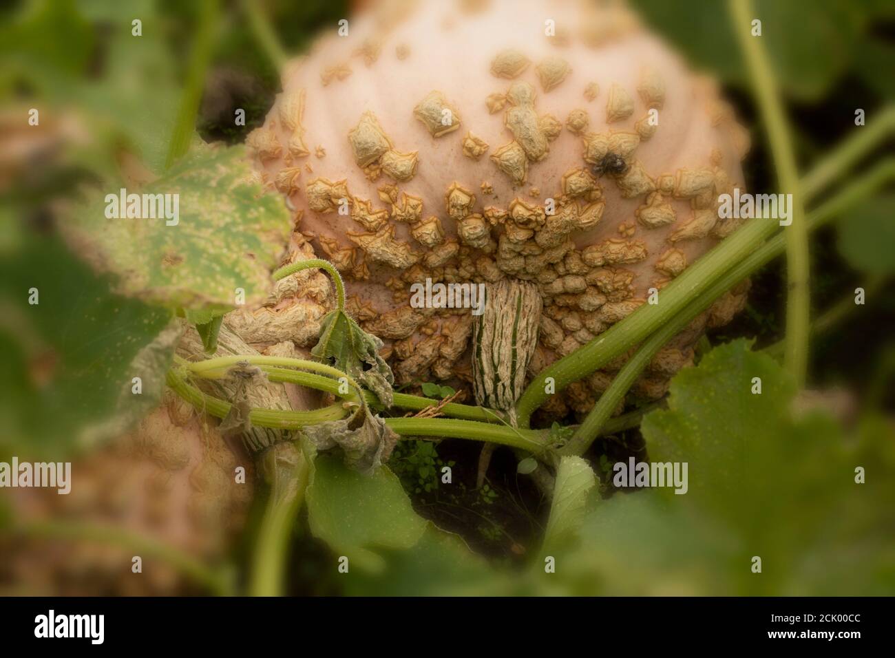 Pumpkin Galeux d' Eysines nestling in its vines Stock Photo - Alamy