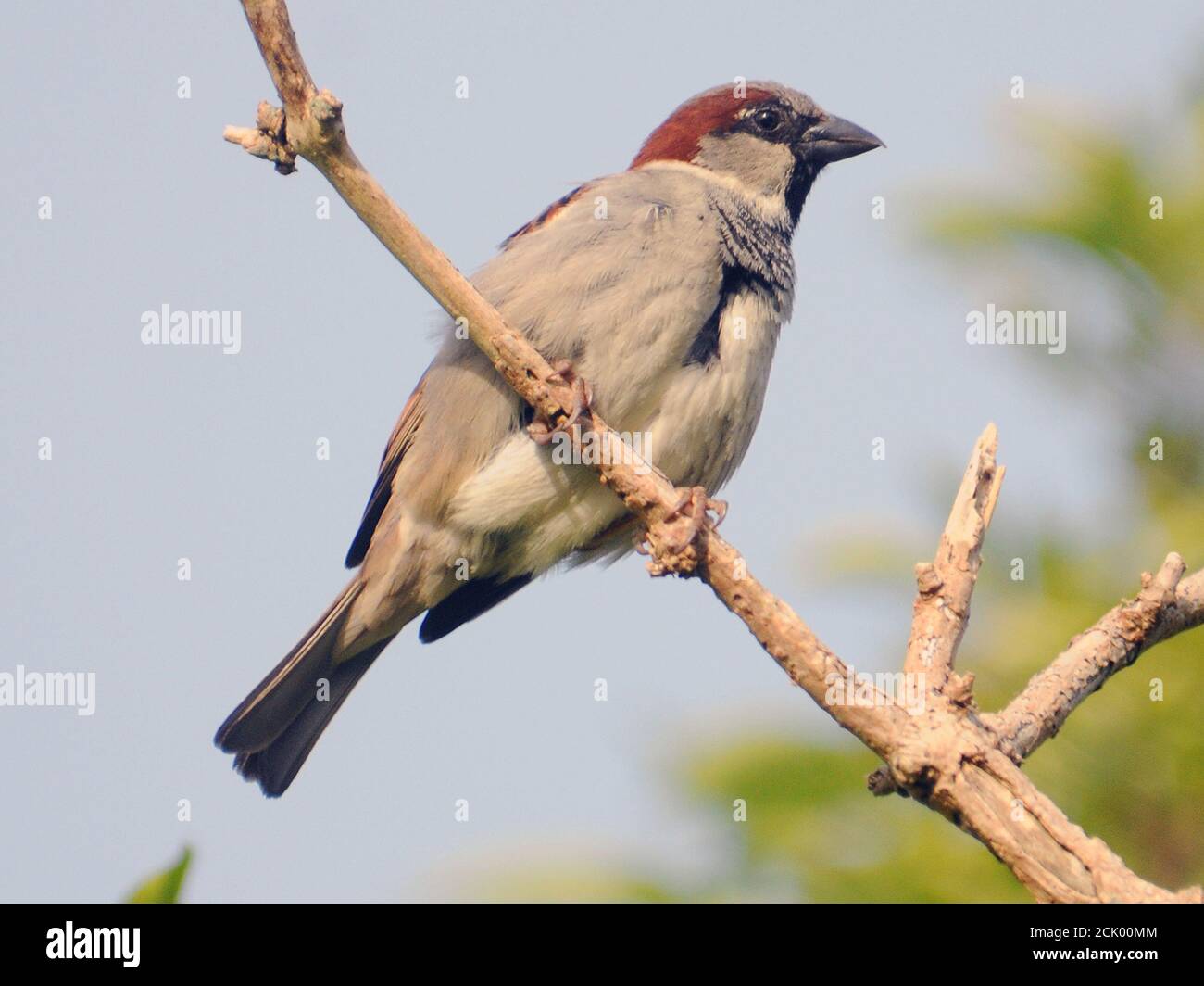 Sparrow hi-res stock photography and images - Alamy