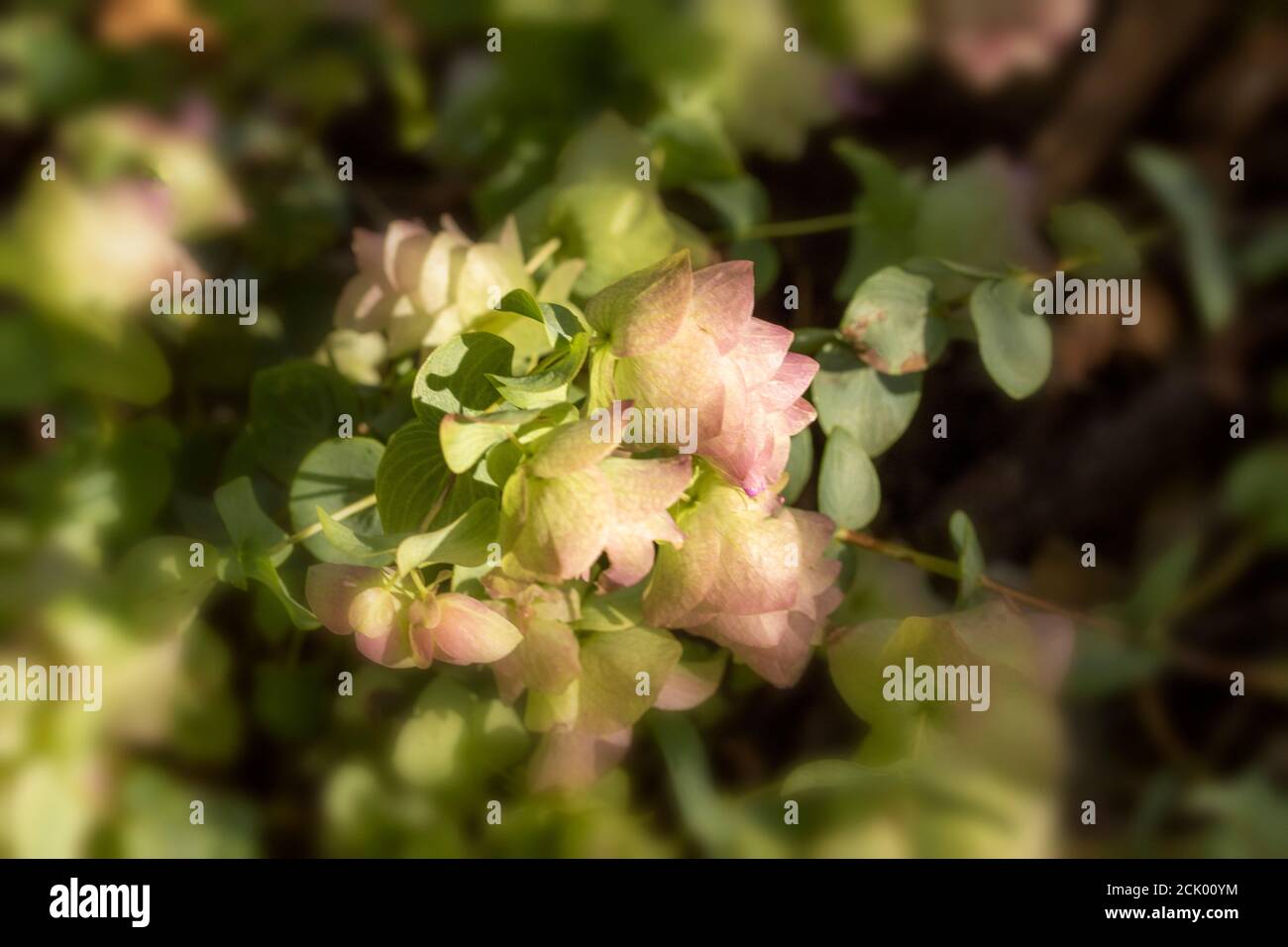 Kent beauty oregano hi-res stock photography and images - Alamy