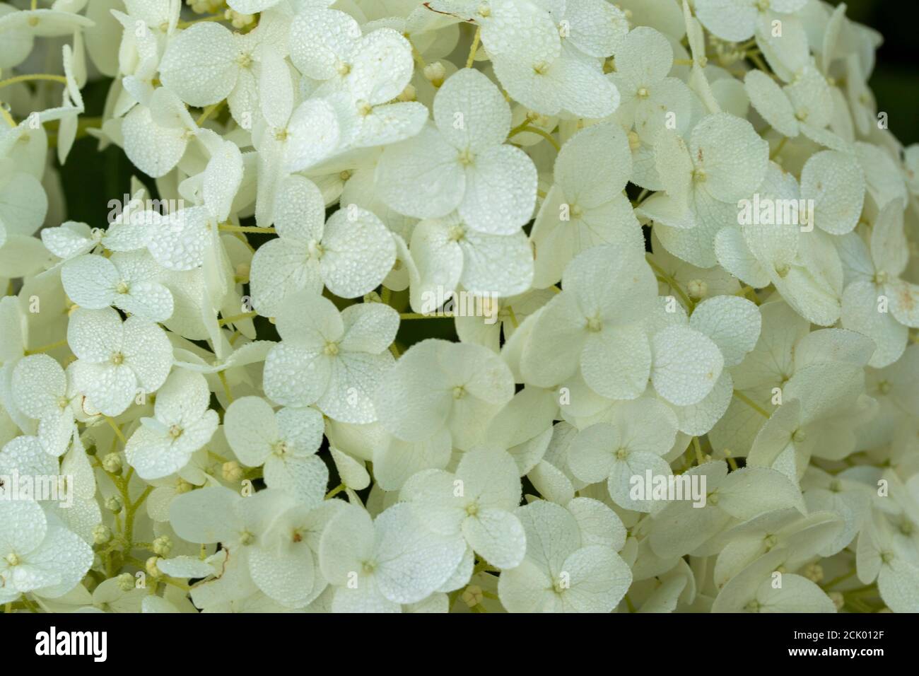 Hydrangea Arborescens 'Strong Annabelle' Stock Photo - Alamy